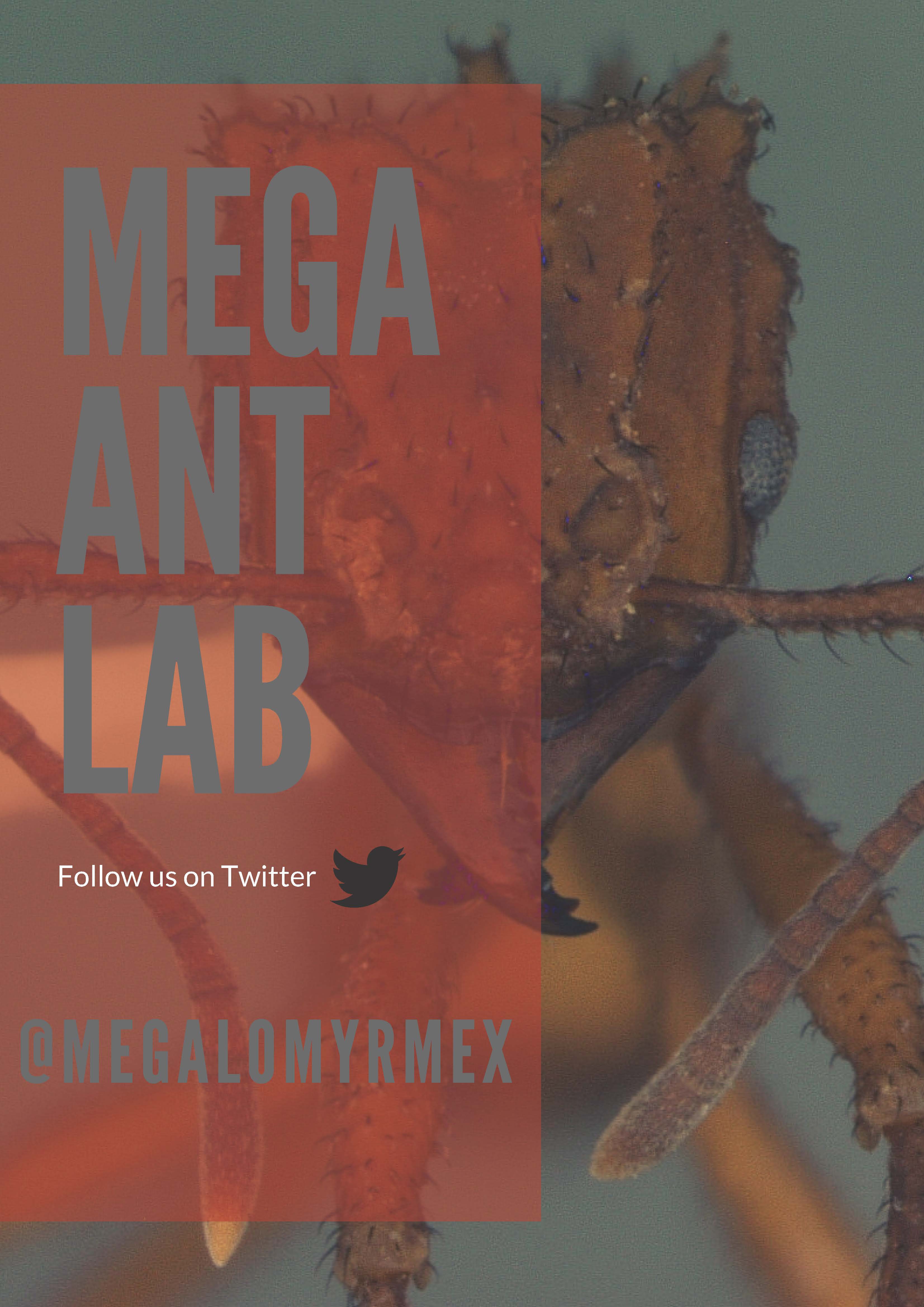 Update from the Adams lab | Department of Evolution, Ecology and ...