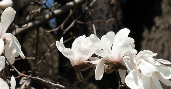 Spring Break | Department of Evolution, Ecology and Organismal Biology